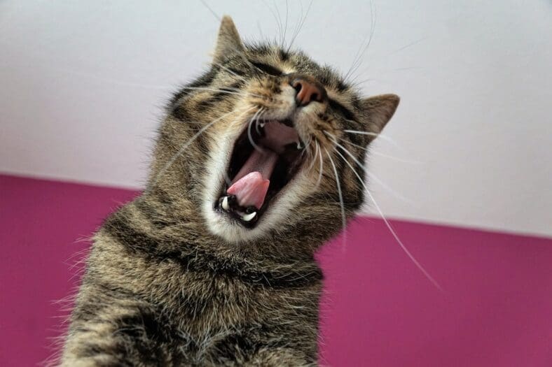 FORL bei Katzen - Symptome, Kosten und Lebenserwartung - tierfalt.de