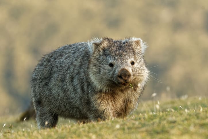 Wombats - Faszinierende Wunder der Wildnis - tierfalt.de