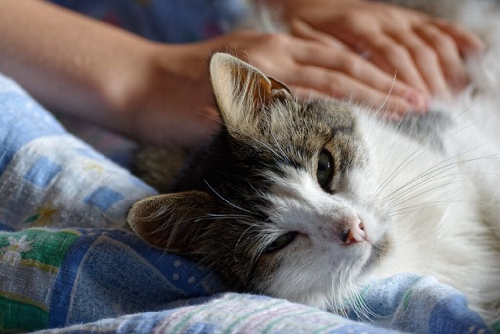 Welche Katzenrassen schmusen am liebsten? - tierfalt.de