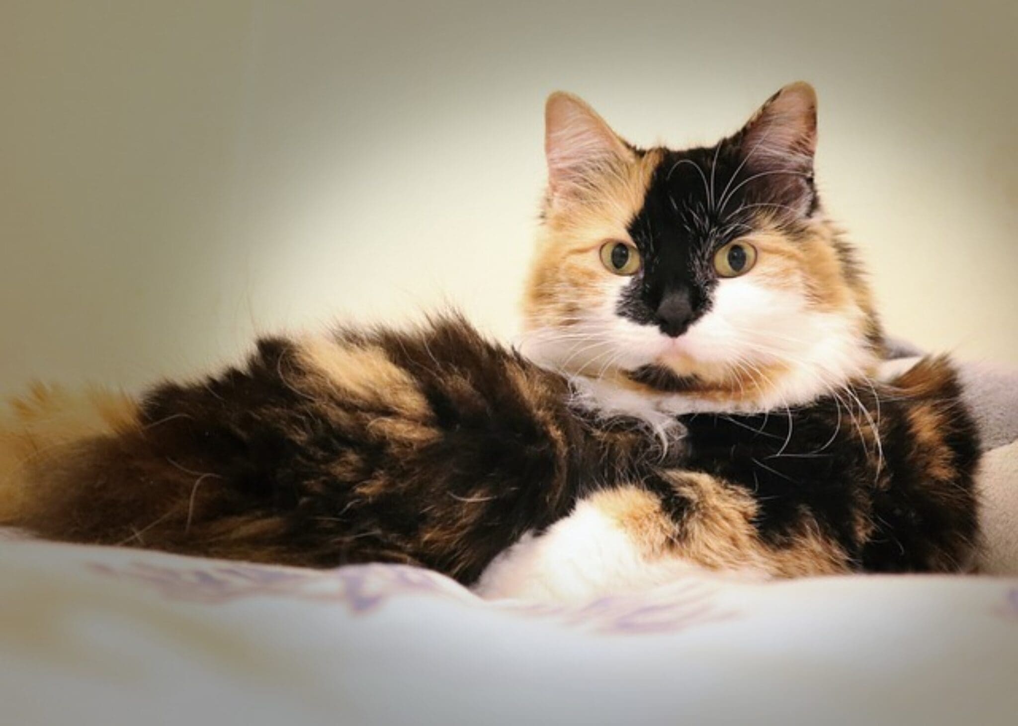 Rassenportrait der Manx Katze - Alles über Charakter, Haltung und Pflege