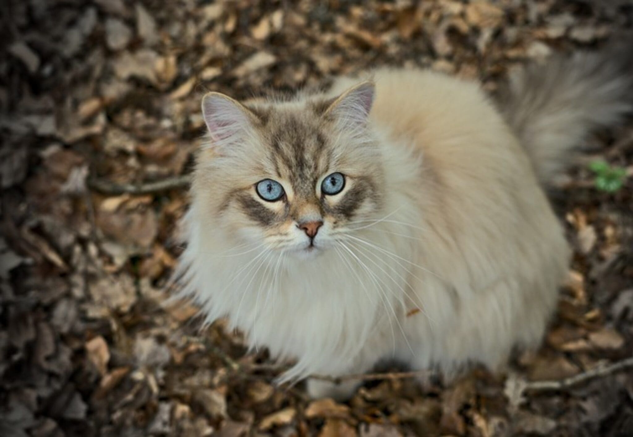 Rassenportrait der Neva Masquerade Katze - Alles über Charakter ...