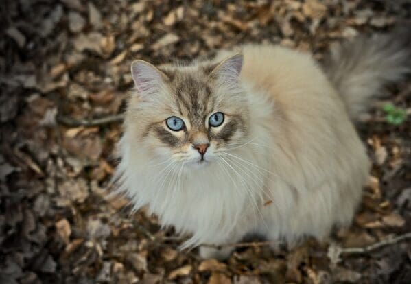 Rassenportrait der Neva Masquerade Katze - Alles über Charakter ...