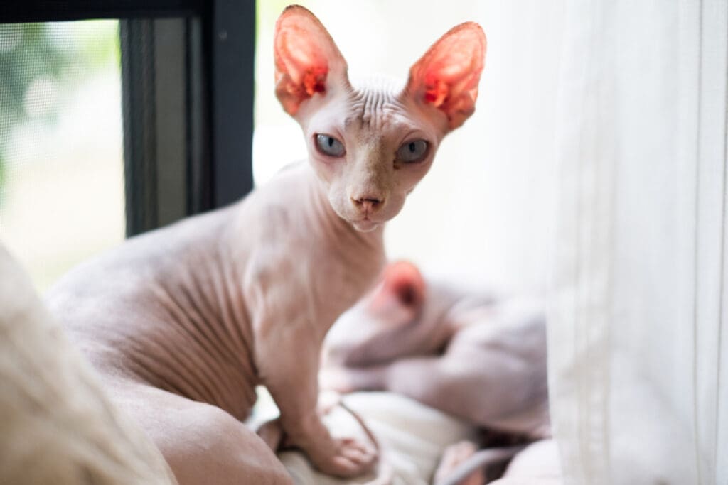 Die Kohana Katze - Alles über Charakter, Pflege und Haltung - tierfalt.de