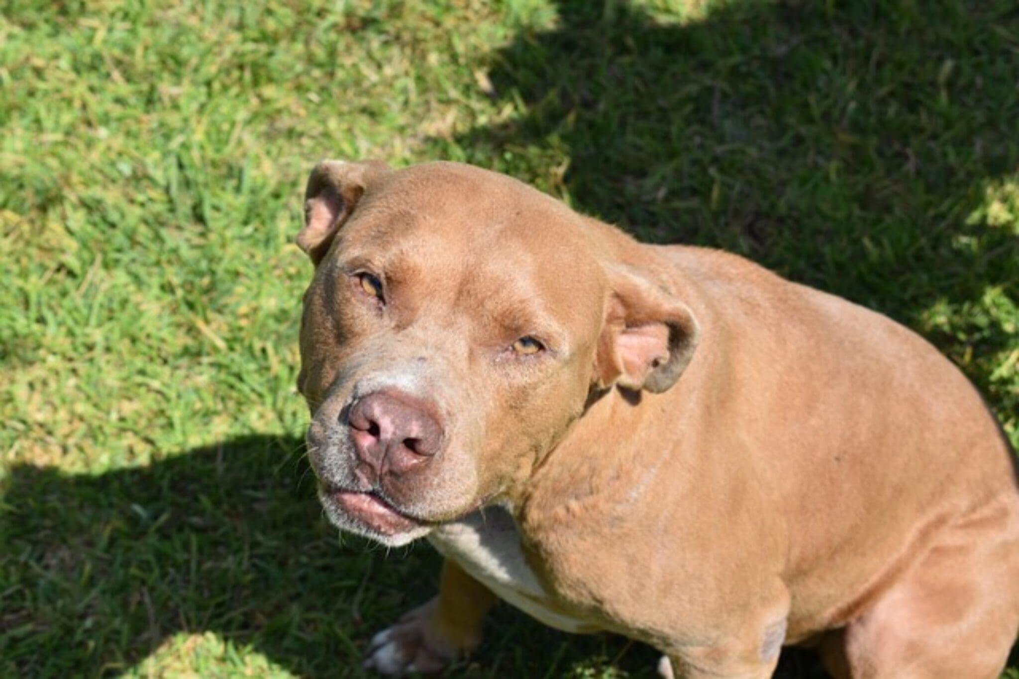 10 Hunderassen die als "Kampfhunde" bezeichnet werden - tierfalt.de