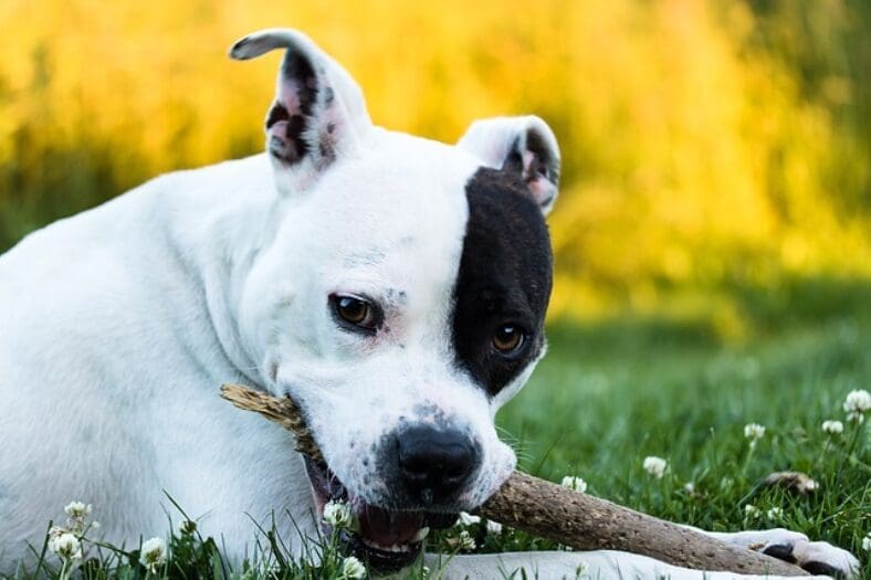 10 Hunderassen die als "Kampfhunde" bezeichnet werden - tierfalt.de
