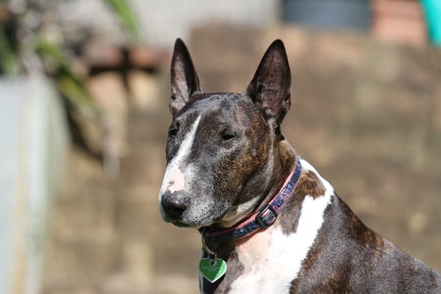 10 Hunderassen die als "Kampfhunde" bezeichnet werden - tierfalt.de