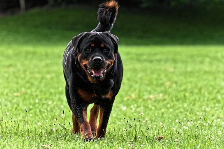 10 Hunderassen die als "Kampfhunde" bezeichnet werden - tierfalt.de